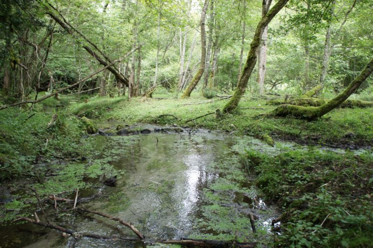 Les différents types de zones humides - PNR